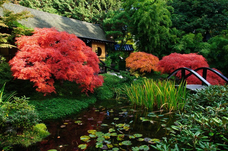 Amenagement Massif Avec Erable Du Japon