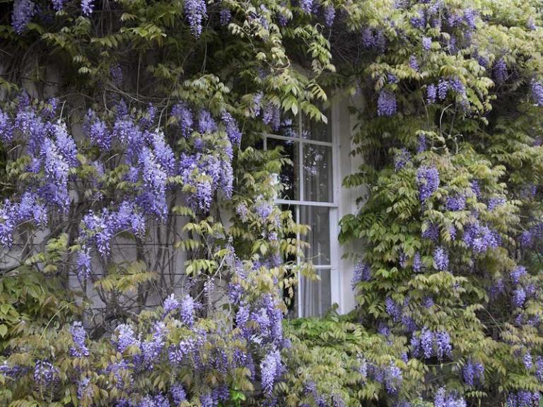 Savoir tout sur les glycines - plantes grimpantes franchement splendides