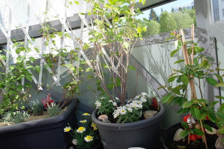 Potager de balcon réussi ou comment cultiver des légumes en pot?
