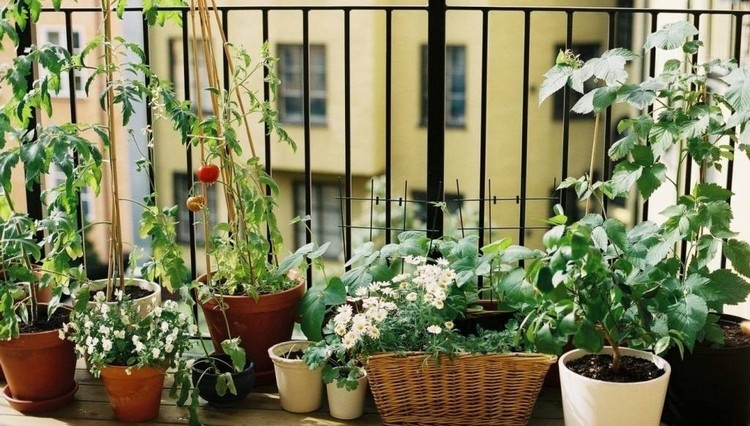 Potager de balcon réussi ou comment cultiver des légumes en pot?