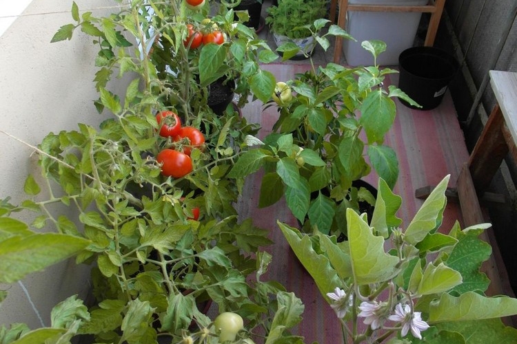 Potager de balcon réussi ou comment cultiver des légumes en pot?