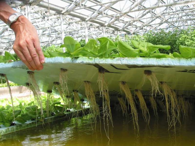 Culture hors-sol: quelle méthode de production horticole privilégier?