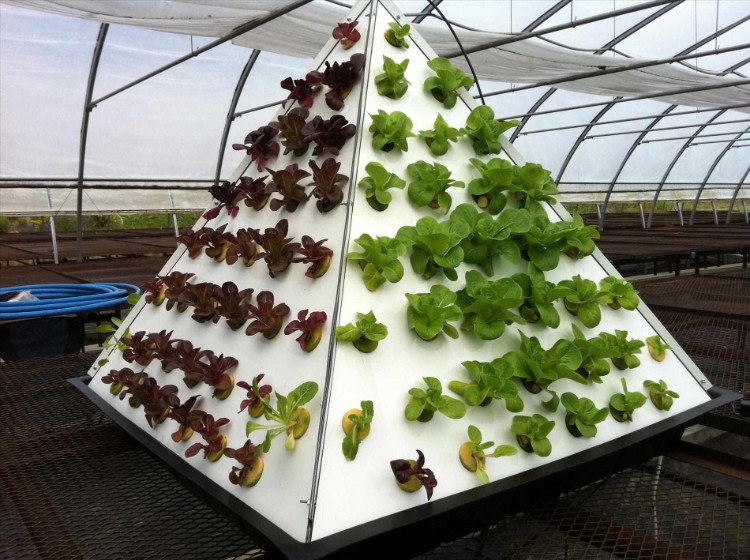 Culture hors-sol: quelle méthode de production horticole privilégier?