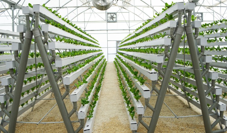 Culture hors-sol: quelle méthode de production horticole privilégier?