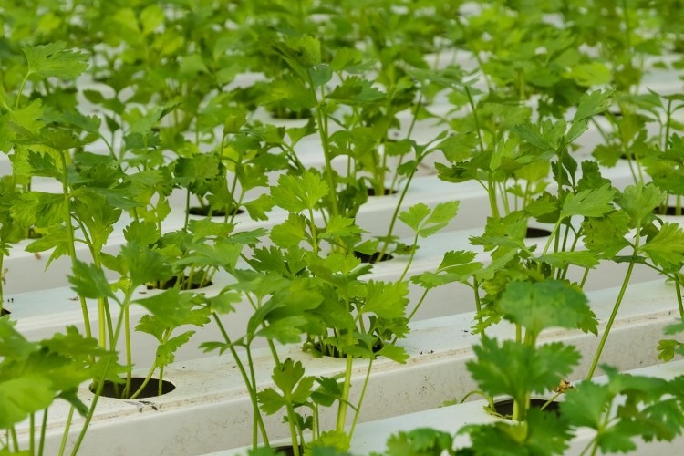 Culture hors-sol: quelle méthode de production horticole privilégier?