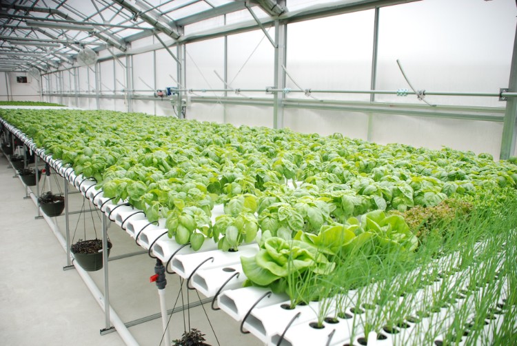 Culture hors-sol: quelle méthode de production horticole privilégier?