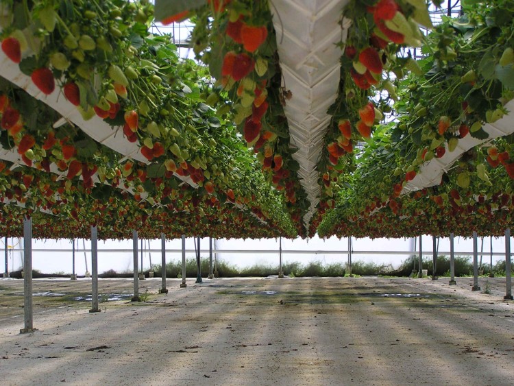 Culture hors-sol: quelle méthode de production horticole privilégier?
