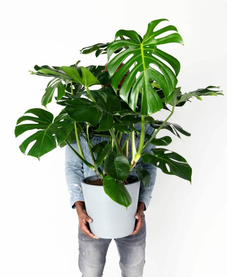 Monstera deliciosa entretien: quels conseils et astuces