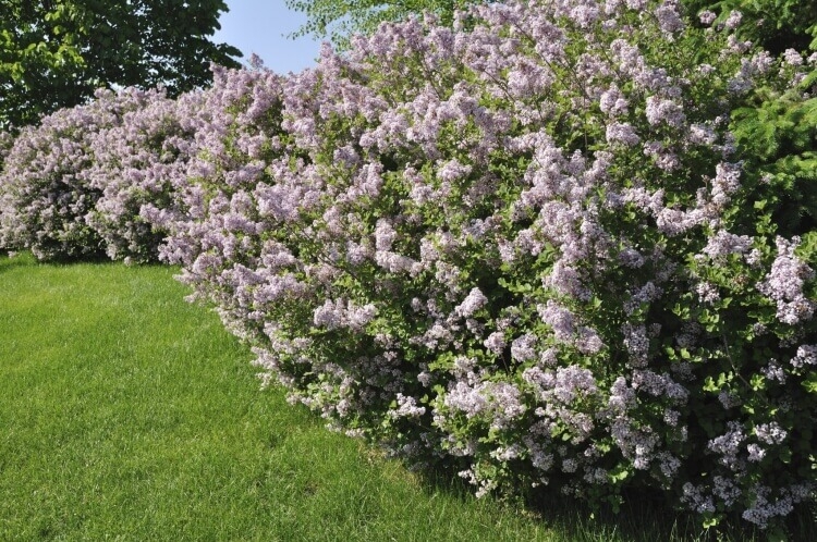 Haies naturelles jardin : quels arbustes pour un brise-vue vivant