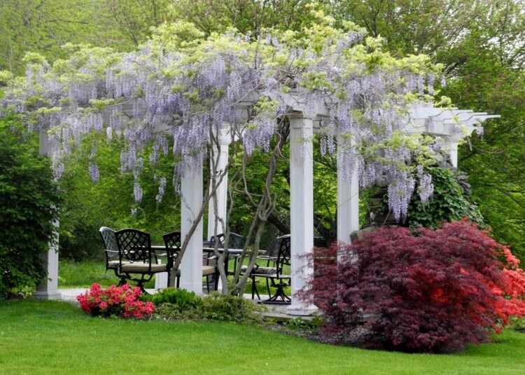Les meilleures plantes pour pergola : variétés et arrangement