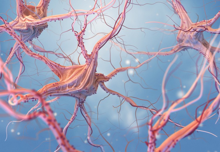 Maladie d'Alzheimer : les plaques amyloïdes seraient inoffensives