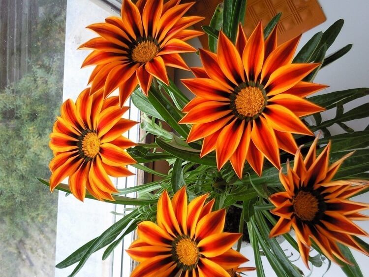 Fleur gazania- entretien en pot ou dans le jardin estival