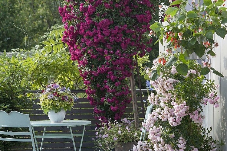 Plante en pot-brise vue balcon pour se protéger du vis-à-vis