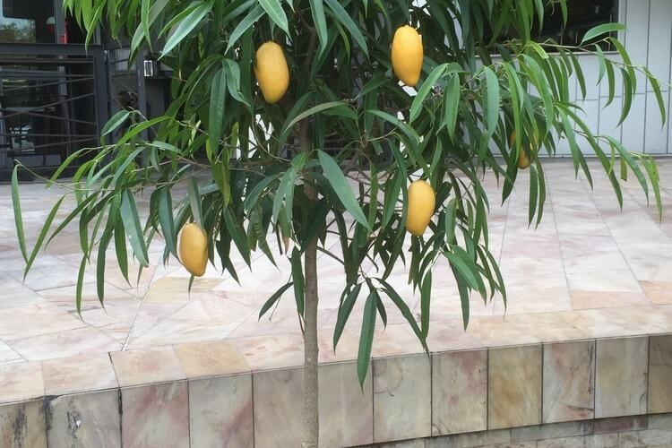 Comment planter un noyau de mangue ? Germination et plantation