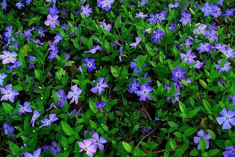 Fleurs Bleues Vivaces Couvre Sol