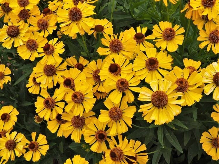 Fleurs Jaunes Vivaces T
