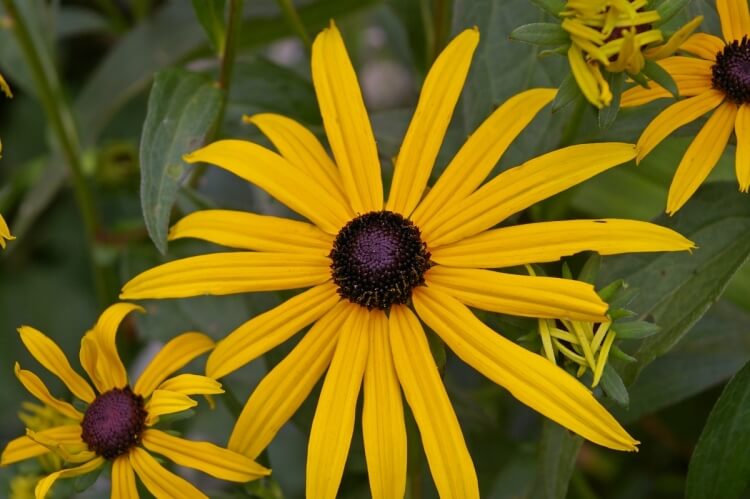Fleurs Jaunes Vivaces T