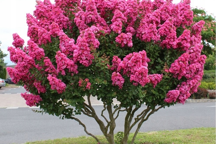 Lilas des Indes : plantation, exposition et conseils d'entretien
