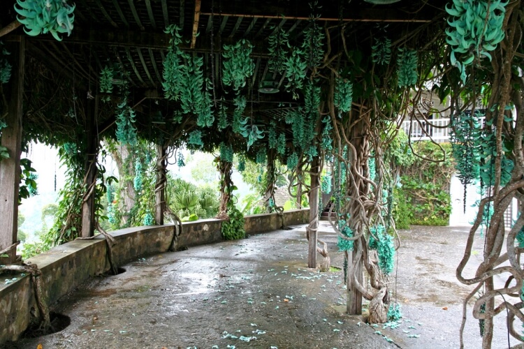 Liane de jade : pourquoi cultiver cette plante miraculeuse