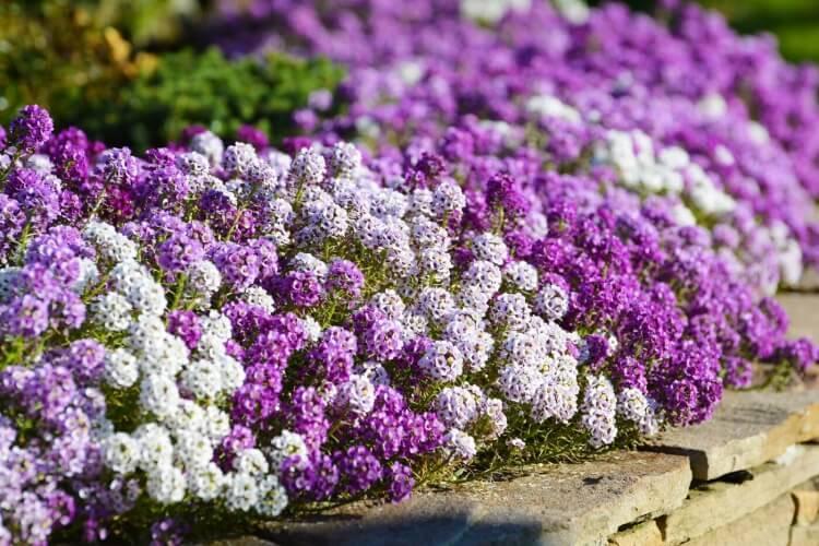 Quelle Fleurs Planter En Aout