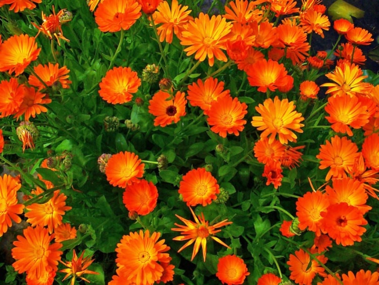 Quelle Fleurs Planter En Aout