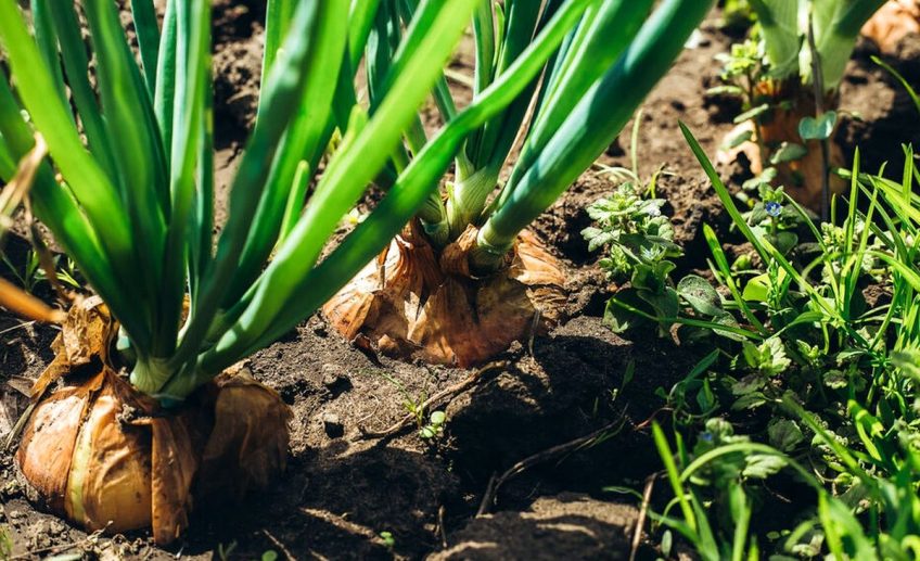 Comment planter un oignon qui a germé ? Astuces + tuto