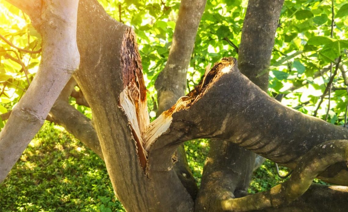 Réparer une branche d'arbre cassée : voici nos conseils