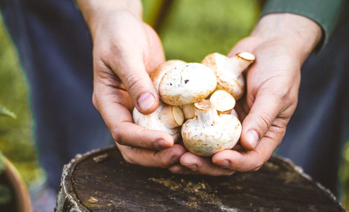 Que faire des pieds de champignons ? Ne les jetez plus