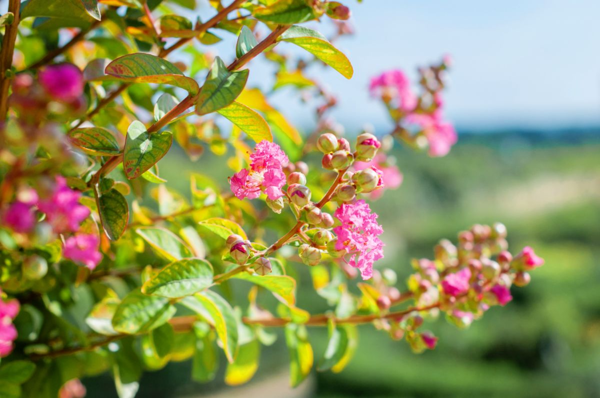 Myrte de crêpe à l’automne : quels soins lui accorder