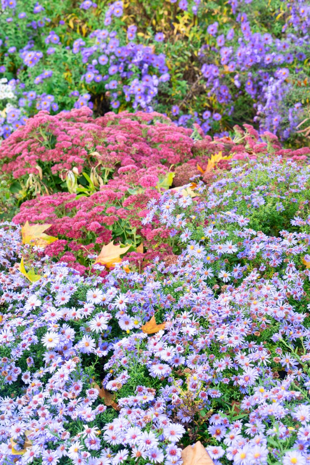 Faut-il vraiment tailler les asters en automne