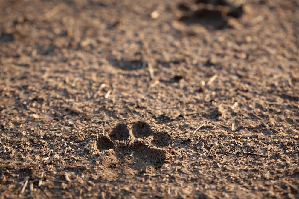 Reconnaître les traces d’animaux en automne : idée activité famille