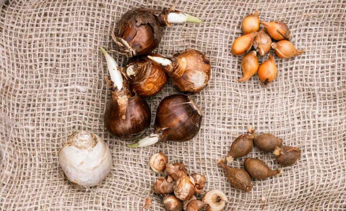 Planter des bulbes en automne : 5 erreurs à éviter