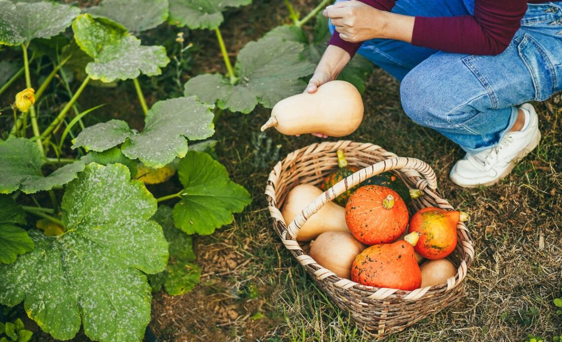Variétés de courges à cultiver en France : notre top 3