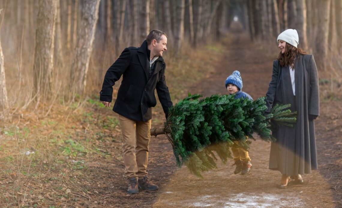 Sapin de Noël coupé : comment bien le conserver