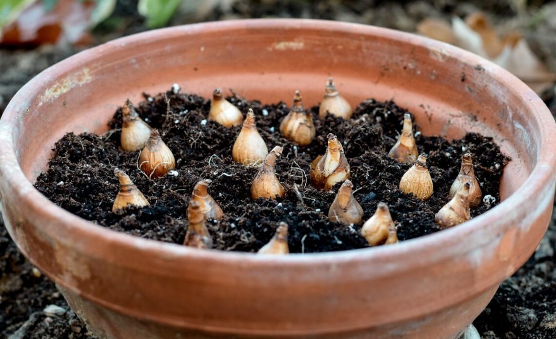 Pourquoi mes bulbes ne fleurissent pas ? 4 raisons + un bonus